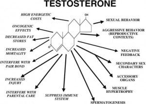 Real Facts about Testosterone and Testosterone Boosters